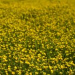 Yellow And A Happy Fellow - Ask Angel Blessing